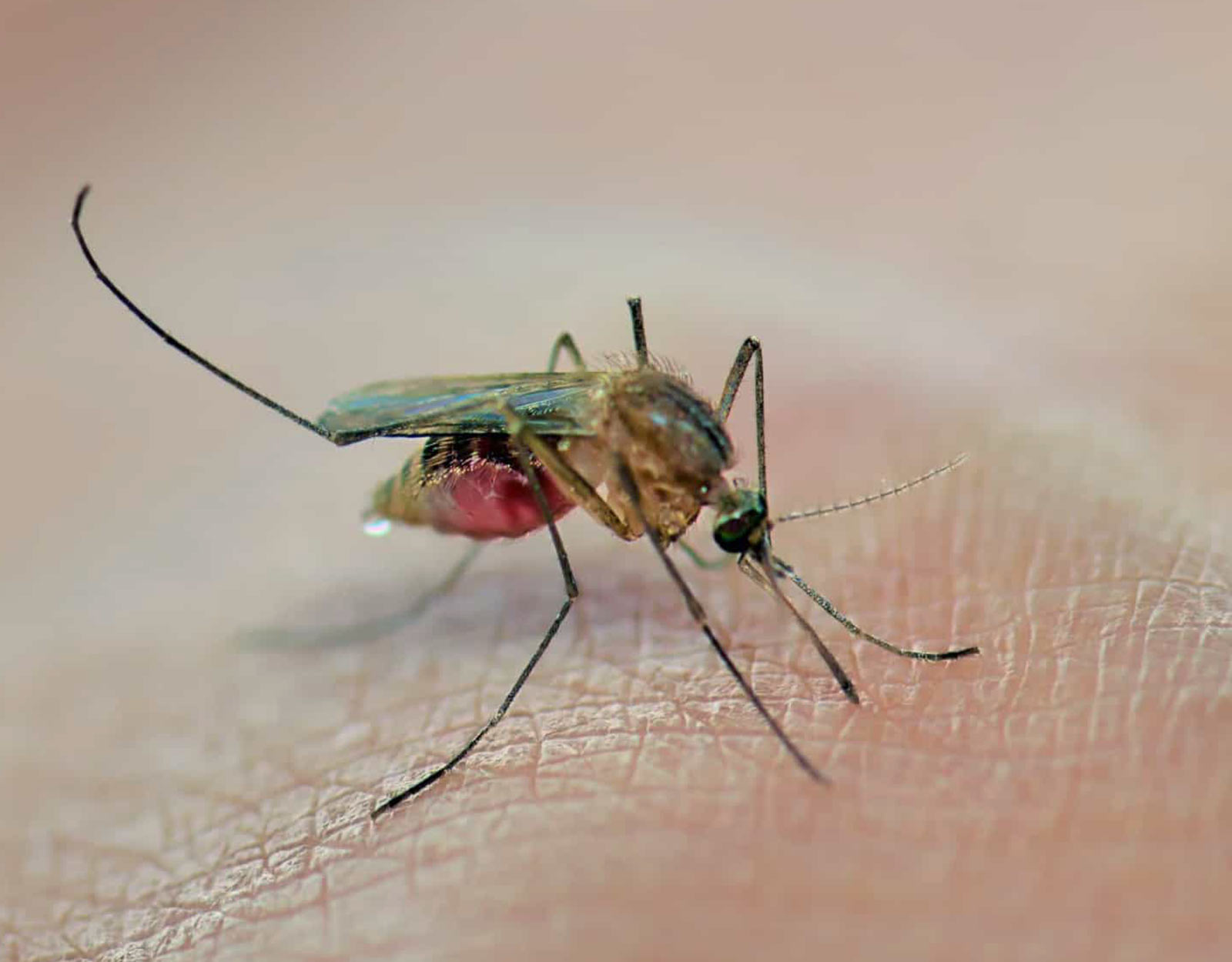 Picadas de melgas e mosquitos - Easetep | Redes Mosquiteiras, Estores ...